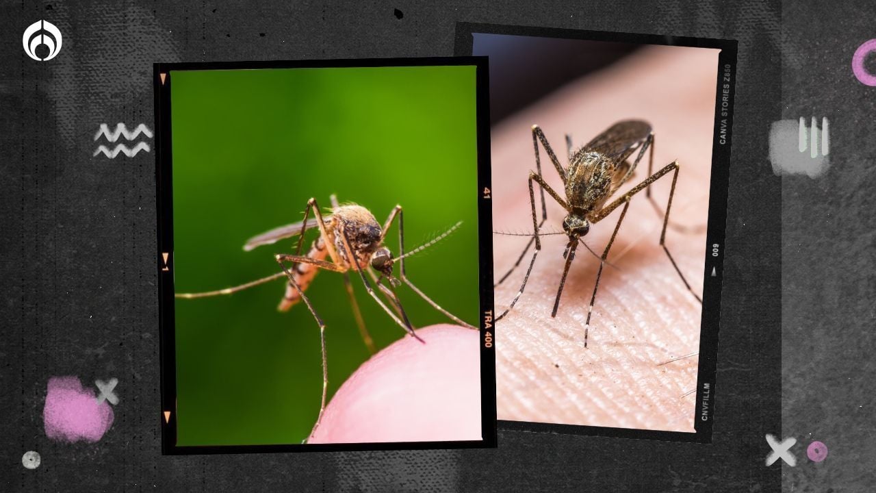 Dengue ‘agobia’ a Acapulco tras ‘Otis’: Salud Municipal reconoce ...